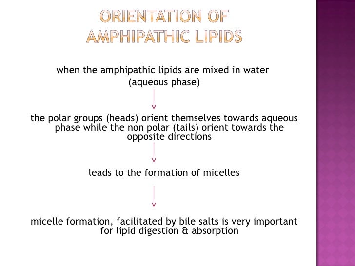 823998 structure-of-ampiphatic-lipids-and-the-different-complexes