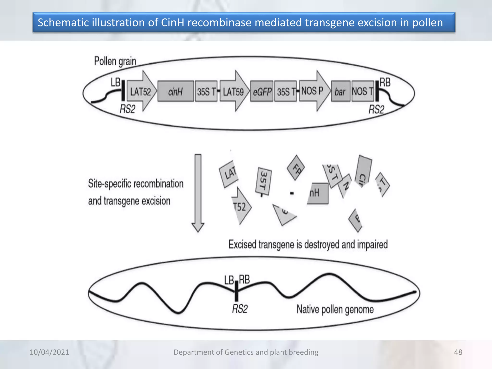 Genetic pollution | PPTX