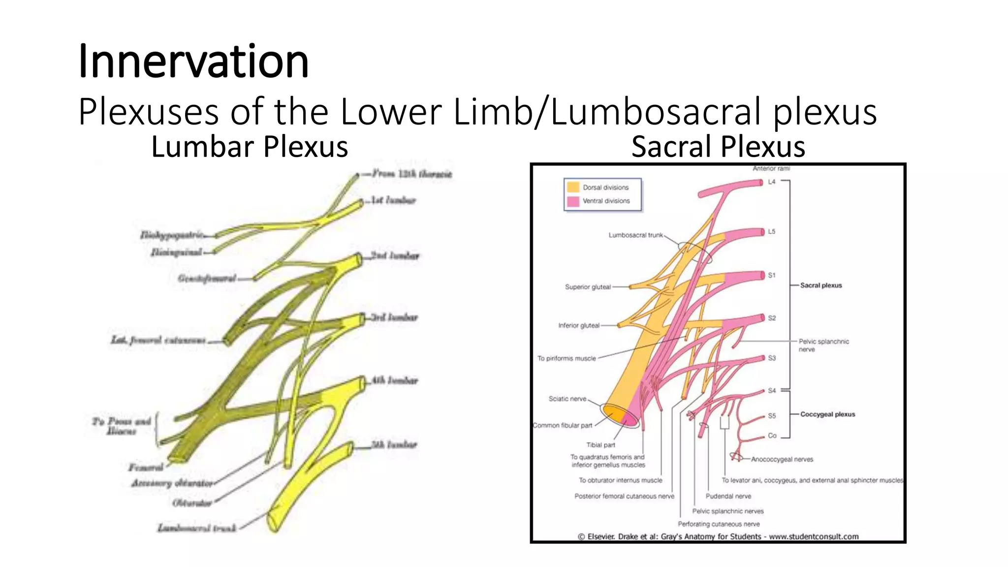 Anatomy of lower limb | PPTX
