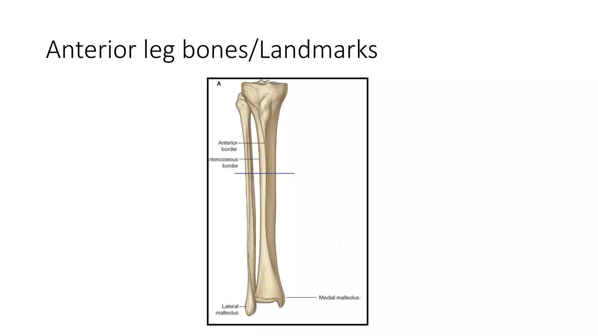 Anatomy of lower limb | PPTX