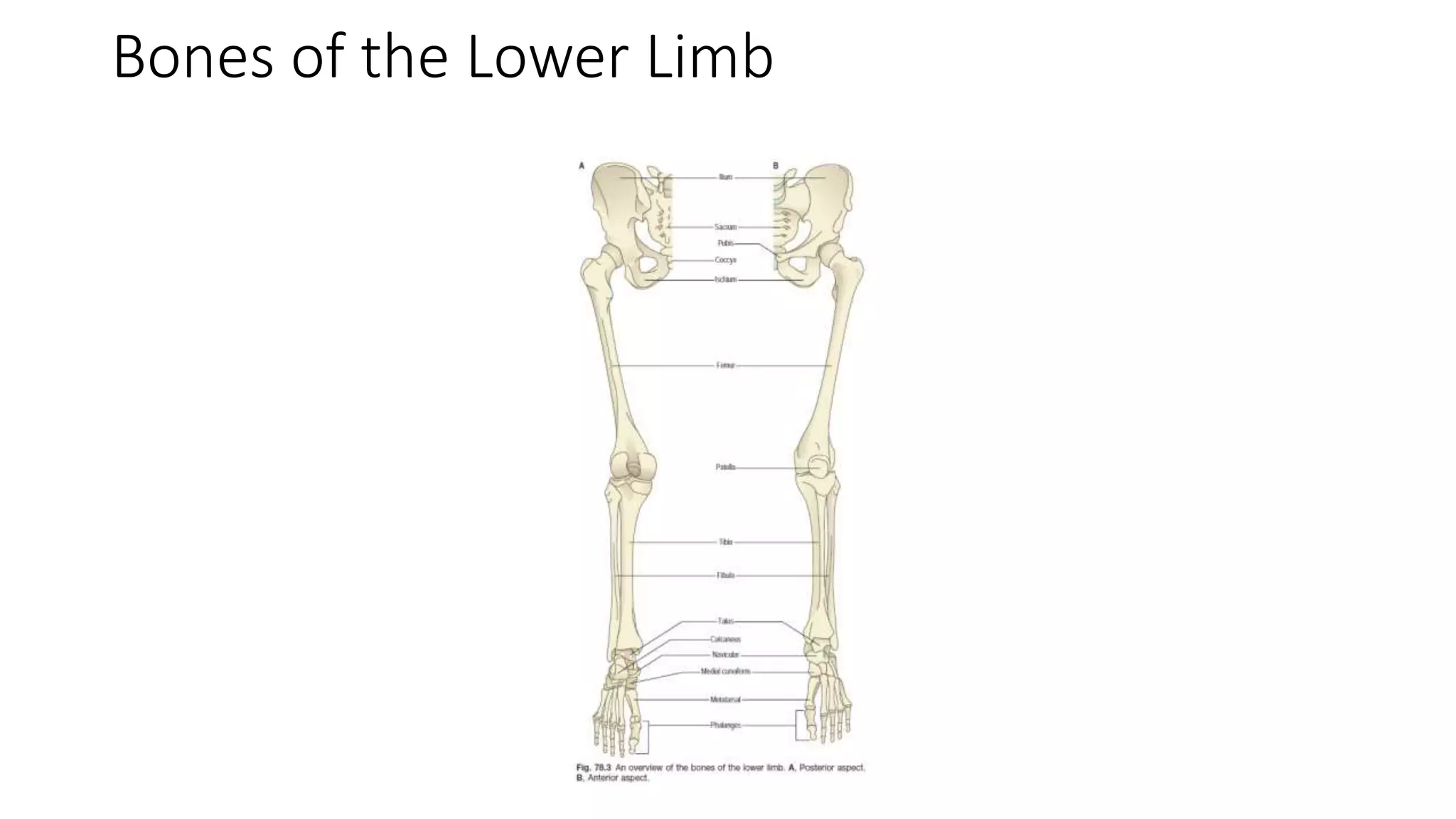Anatomy of lower limb | PPTX