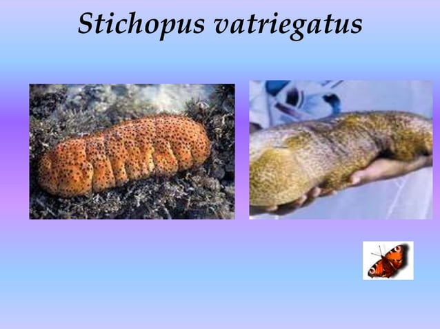 Ppt simplisia hewani power point 123445677 | PPT