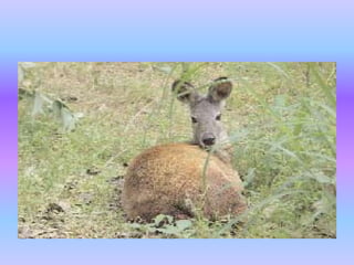 Ppt simplisia hewani power point 123445677 | PPT