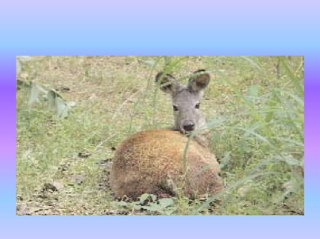 Ppt simplisia hewani power point 123445677 | PPT