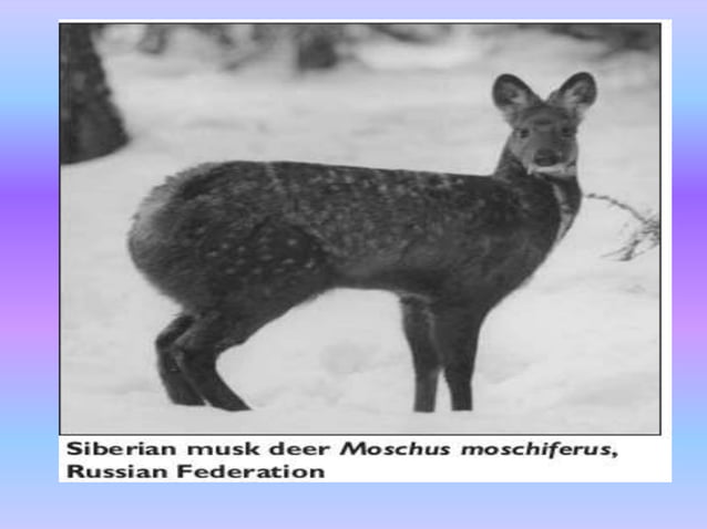 Ppt simplisia hewani power point 123445677 | PPT