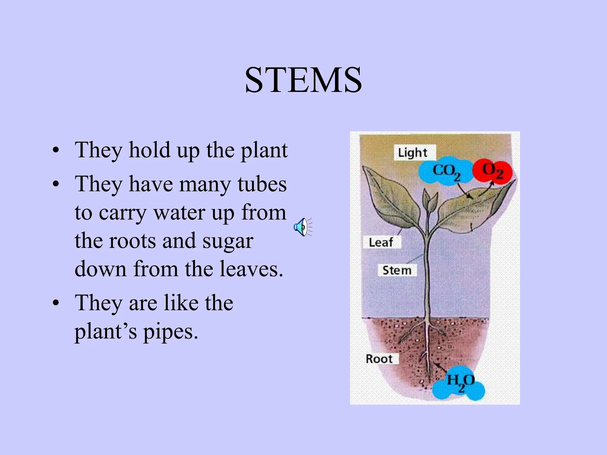 plant parts and job of different parts.ppt
