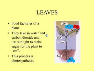 plant parts and job of different parts.ppt
