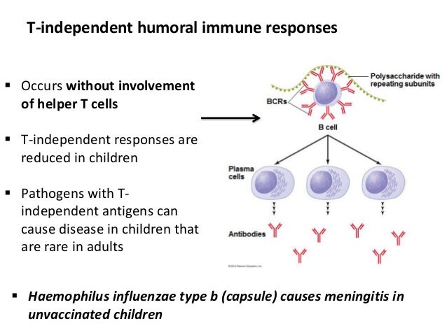 8 2 bio265 microbiology and immunology_2 instructor dr di bonaventura