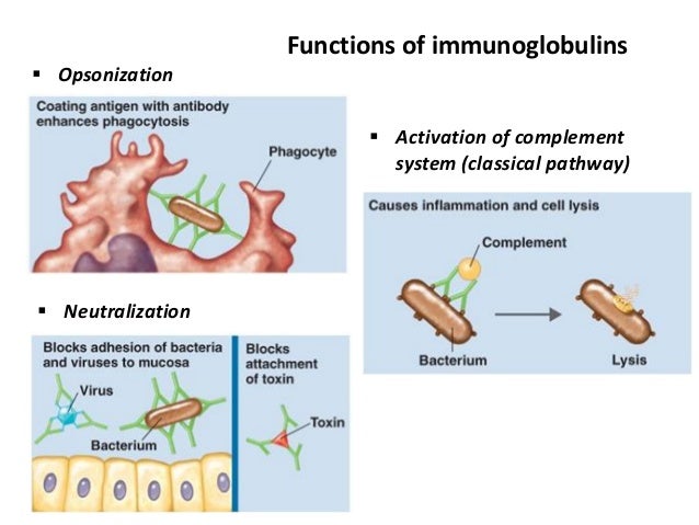 8 2 bio265 microbiology and immunology_2 instructor dr di bonaventura