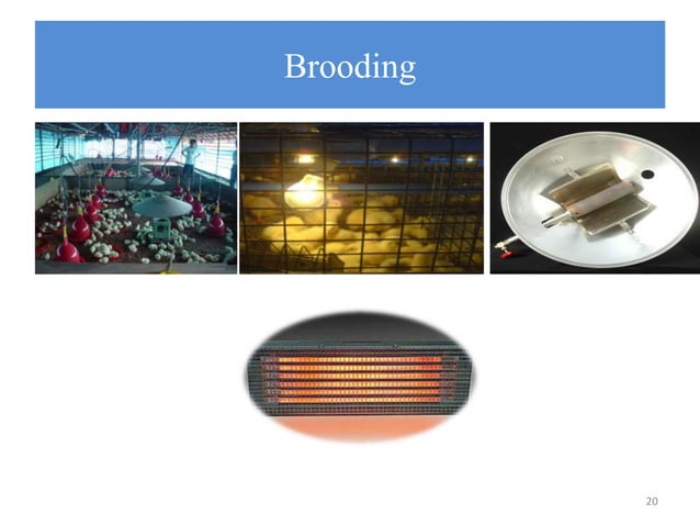 BROILER MANAGEMENT | PPTX