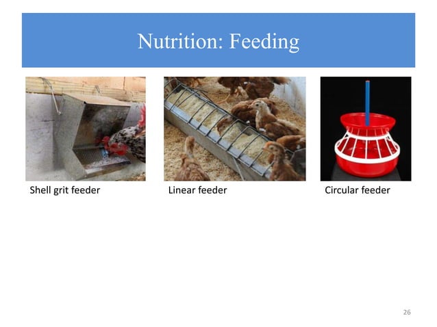BROILER MANAGEMENT | PPTX