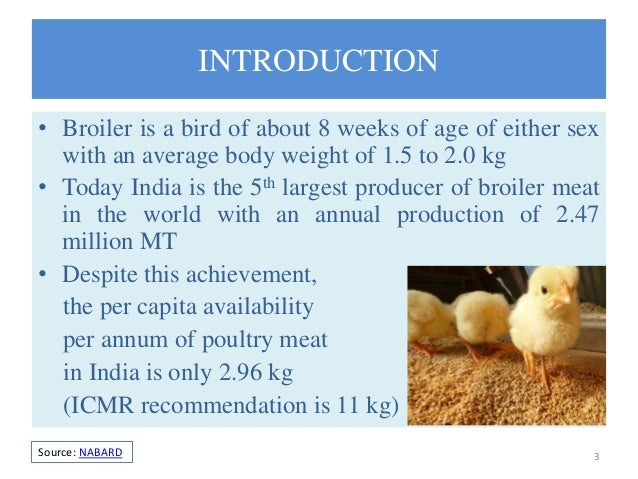 BROILER MANAGEMENT