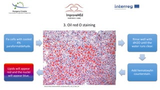 In vitro models of hepatotoxicity | PPTX