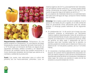 MANUAL PARA EL CULTIVO DE HORTALIZAS | PDF