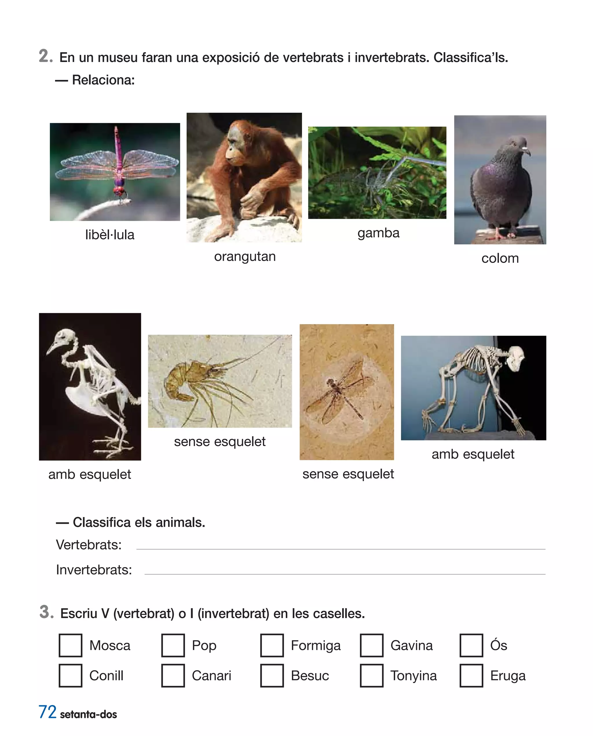 ELS ANIMALS VERTEBRATS | PDF