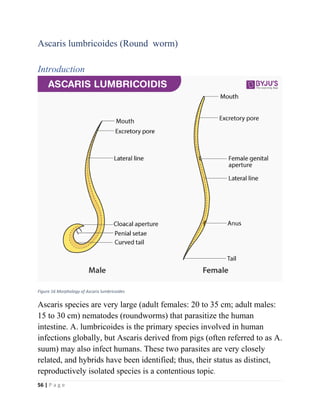 Parasitology Practical Book .pdf Biomedical science | PDF