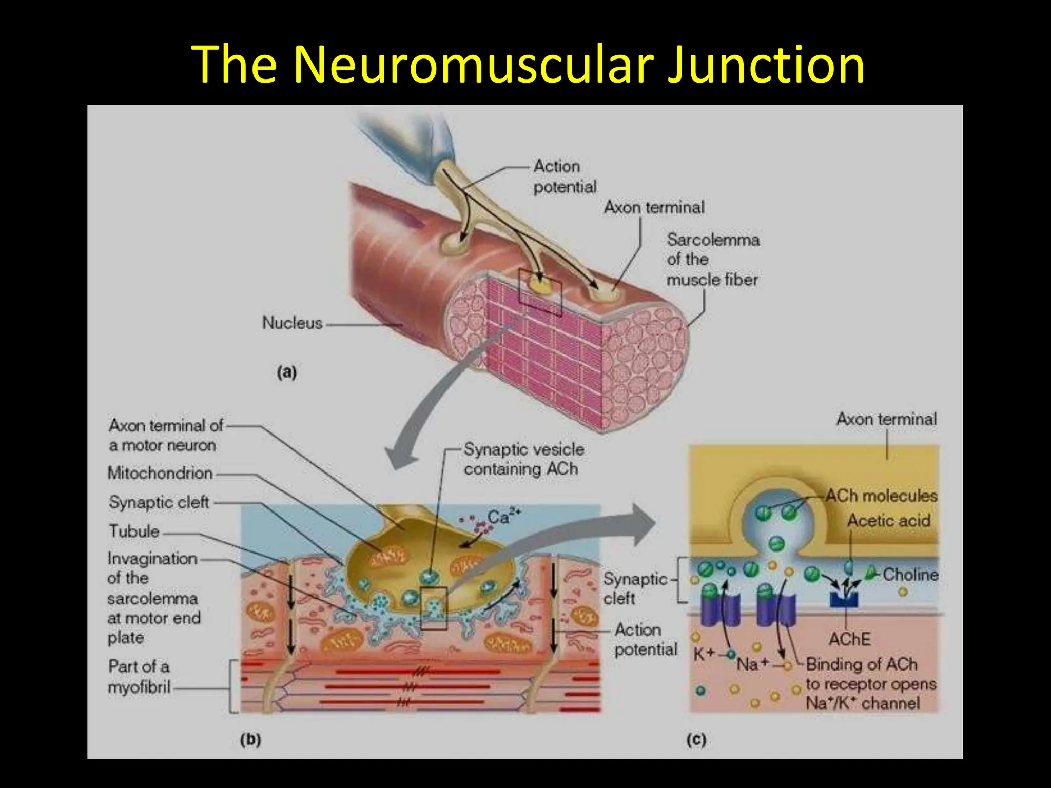 83f2b920-2754-4611-af0d-c8de09fd0307.pptx | Physical Therapy | Wellness
