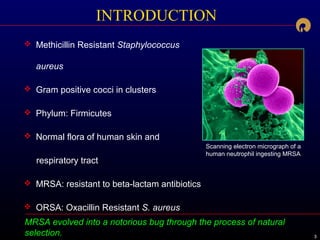 SCOURGE_OF_MRSA_97-2003 | PPT | Skin and Dermatology | Diseases and ...