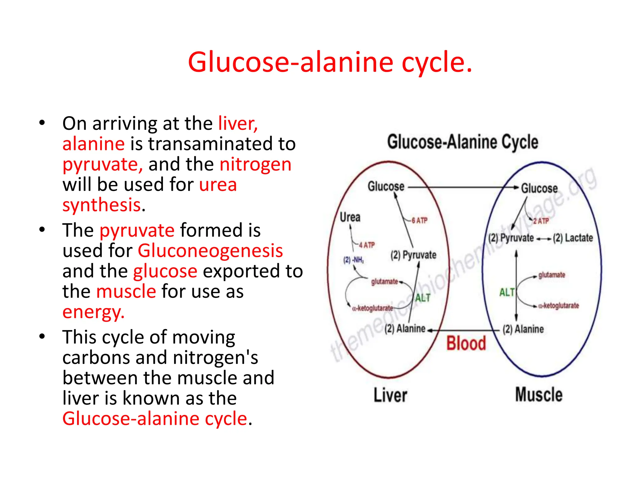 8402594 pm.ppt metabolism of amino acids | PPT