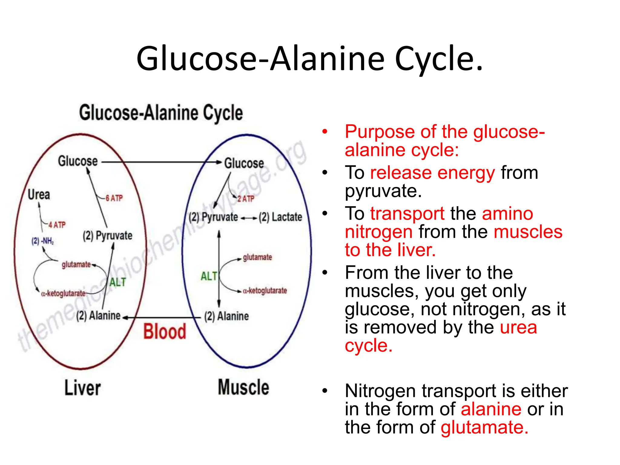 8402594 pm.ppt metabolism of amino acids | PPT