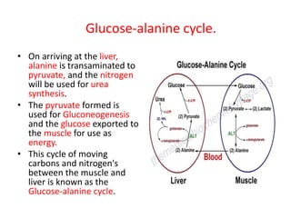 8402594 pm.ppt metabolism of amino acids | PPT