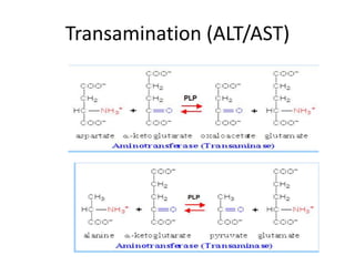 8402594 pm.ppt metabolism of amino acids | PPT