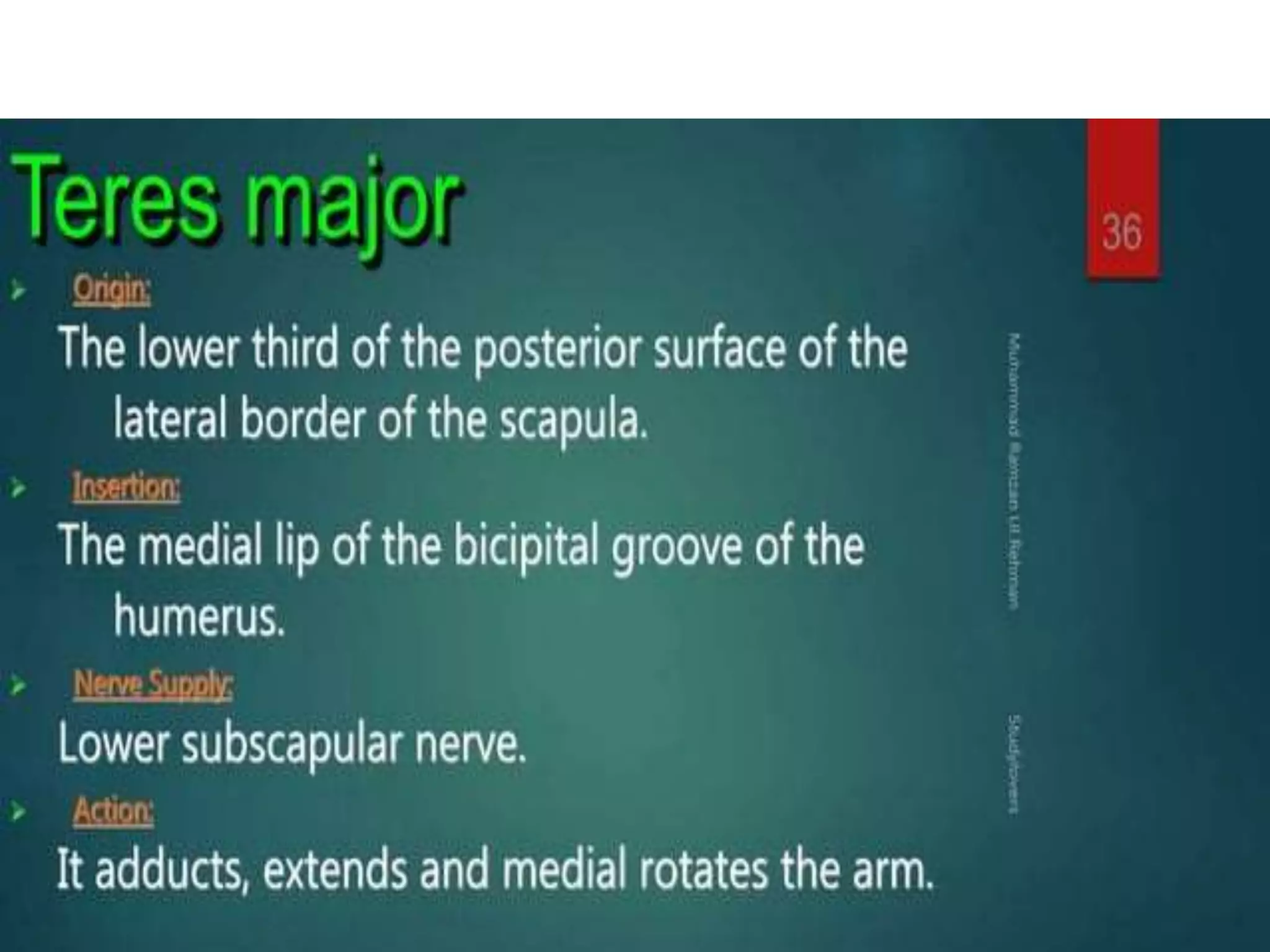 muscles of Upper Limb | PPTX