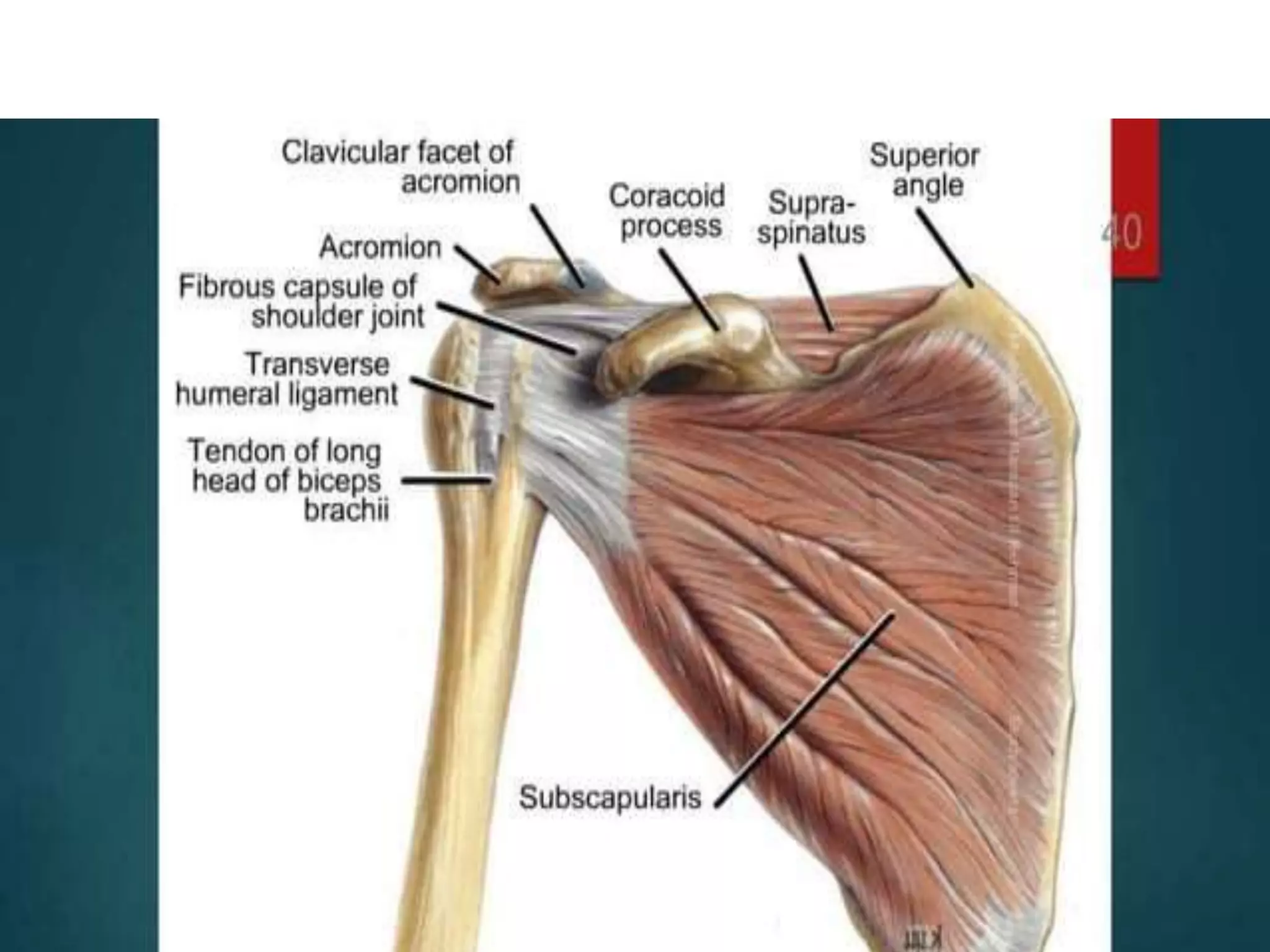 muscles of Upper Limb | PPTX