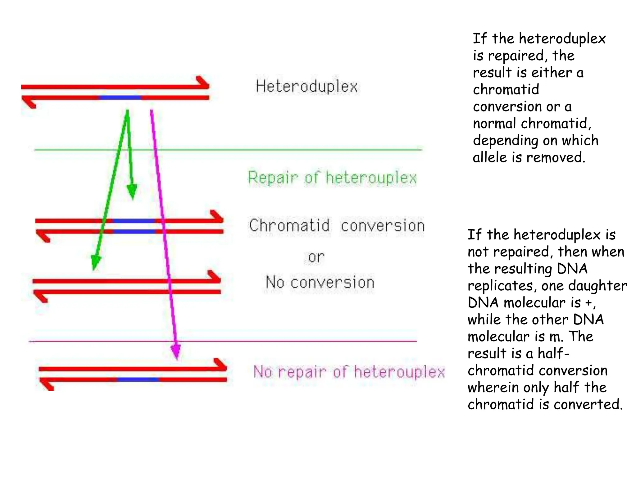 Models of recombination, Models of recombination | PPT
