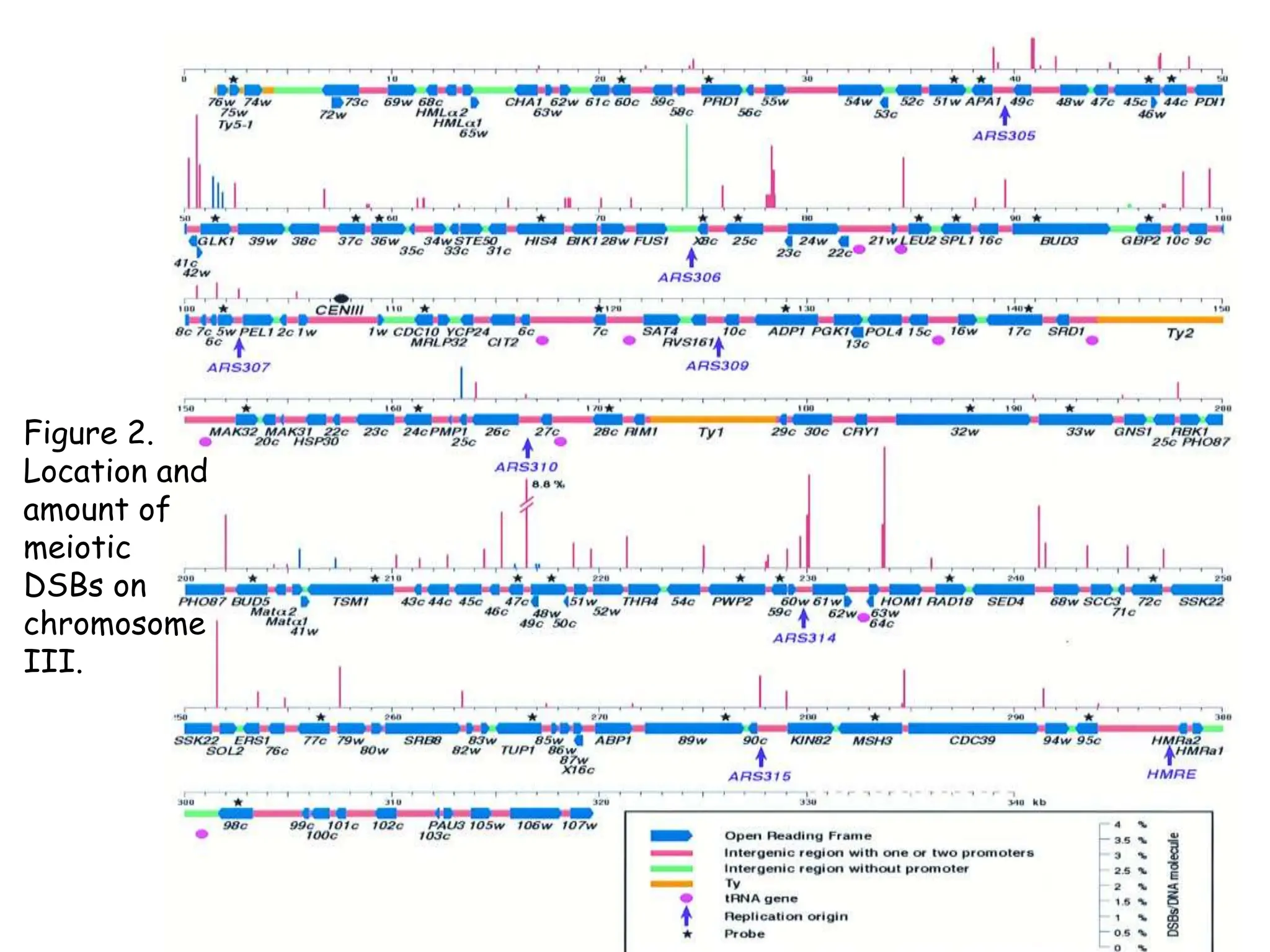 Models Of Recombination Models Of Recombination Ppt