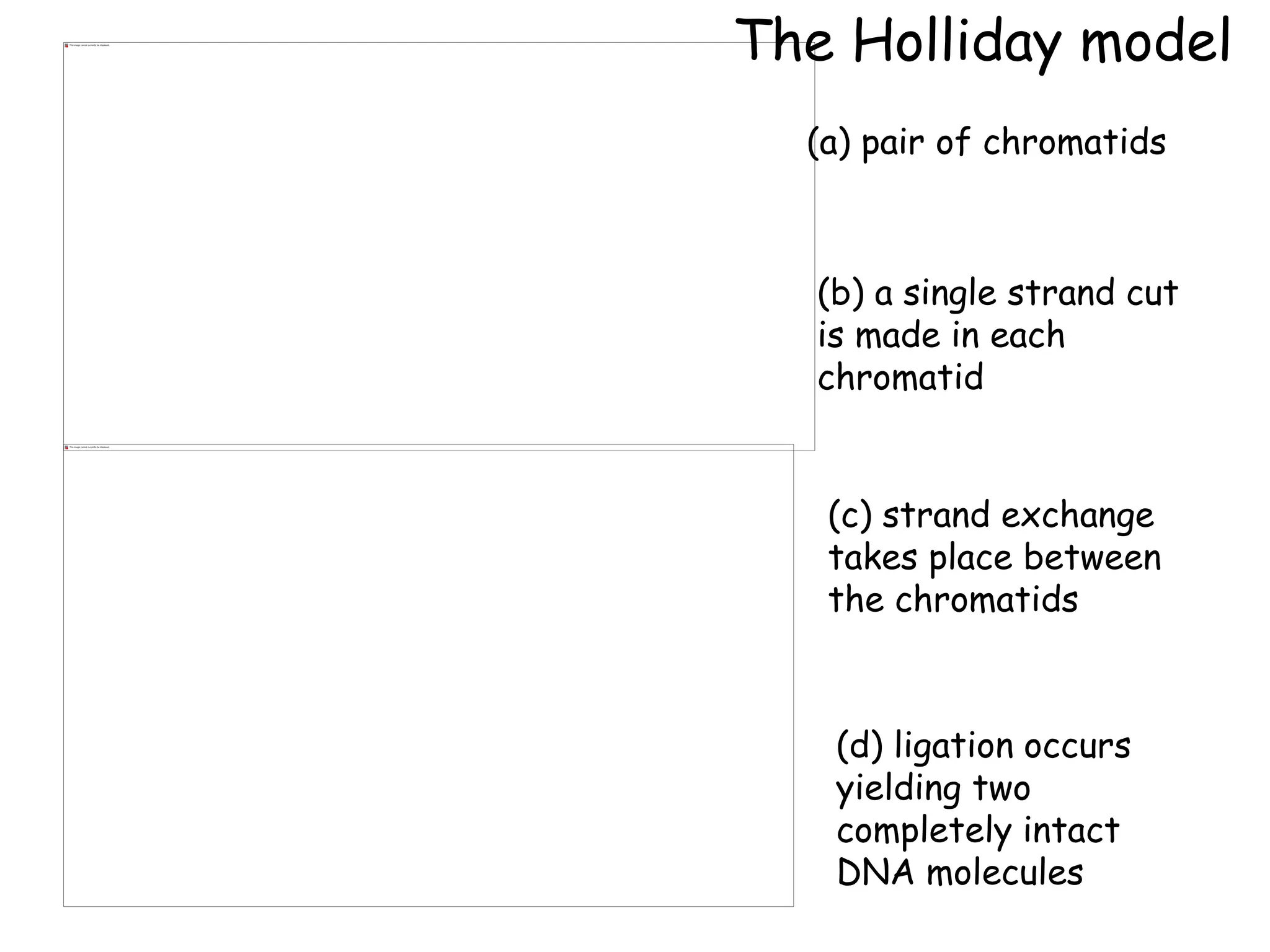 Models of recombination, Models of recombination | PPT
