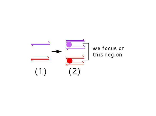 Models of recombination, Models of recombination | PPT