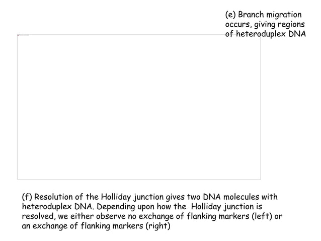 Models of recombination, Models of recombination | PPT