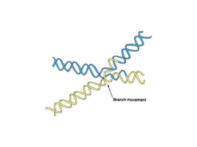 Models of recombination, Models of recombination | PPT