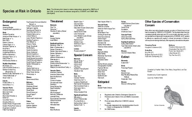 Species at Risk Ontario