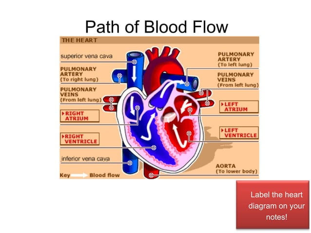 This is a ppt about cardiovascular system | PPT