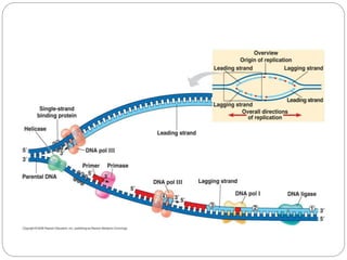 Okazaki fragments | PPTX