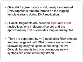 Okazaki fragments | PPT