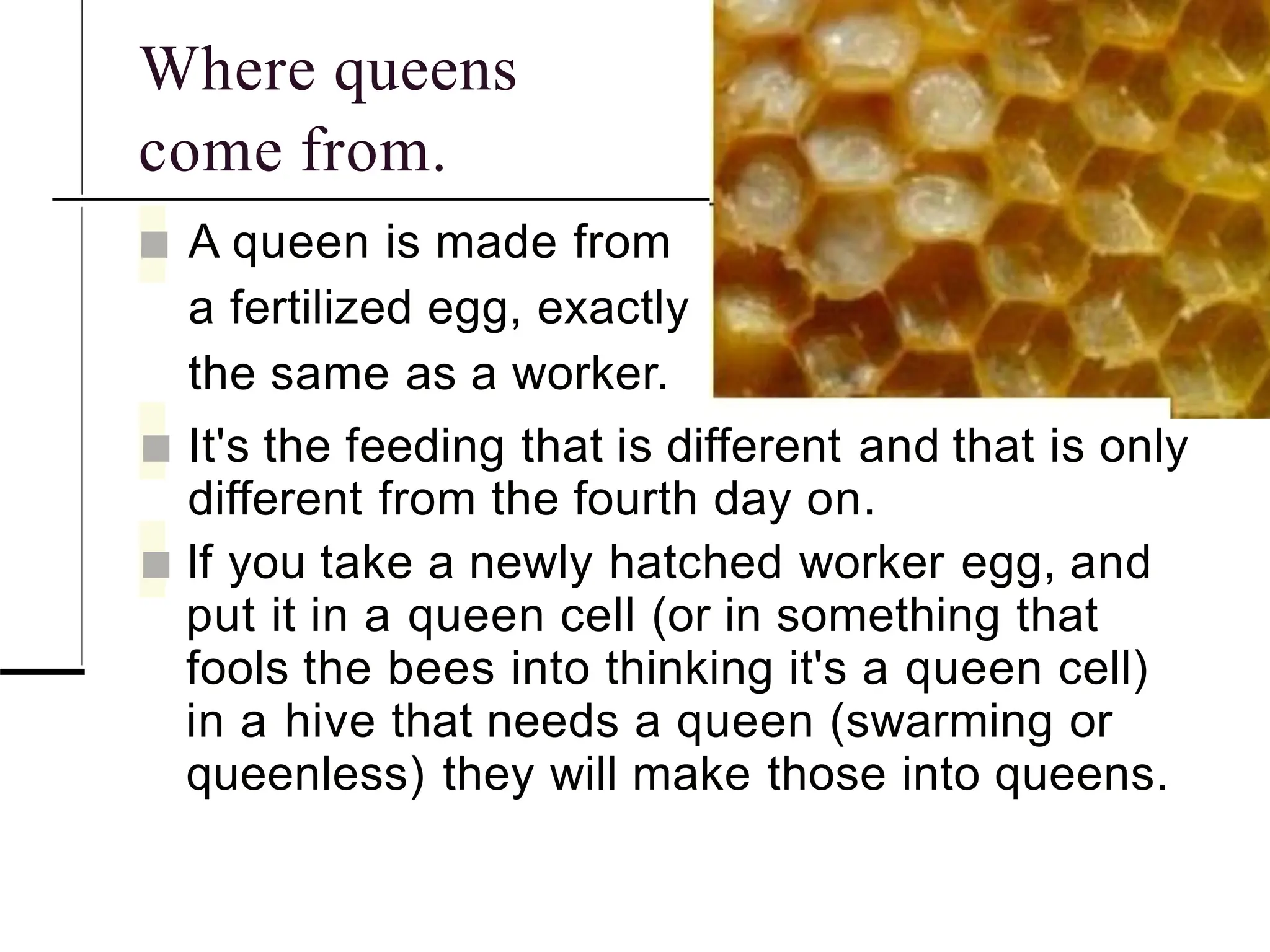 Concepts of Queen Rearing for the beekeepers | PPTX