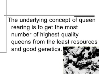 Concepts of Queen Rearing for the beekeepers | PPTX