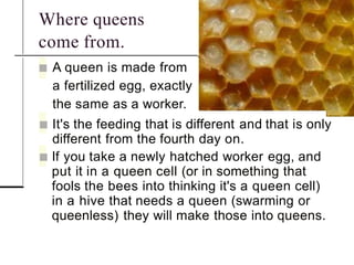 Concepts of Queen Rearing for the beekeepers | PPTX