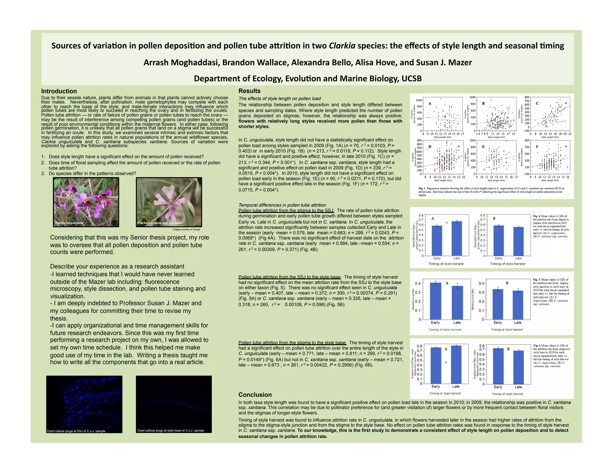 Pollen tube attrition (Poster) 060713 copy | PPT