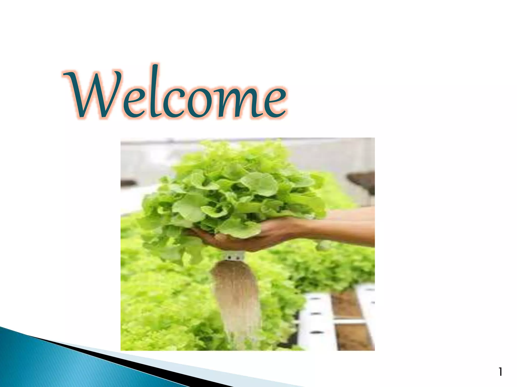 Hydroponics ppt | PPTX