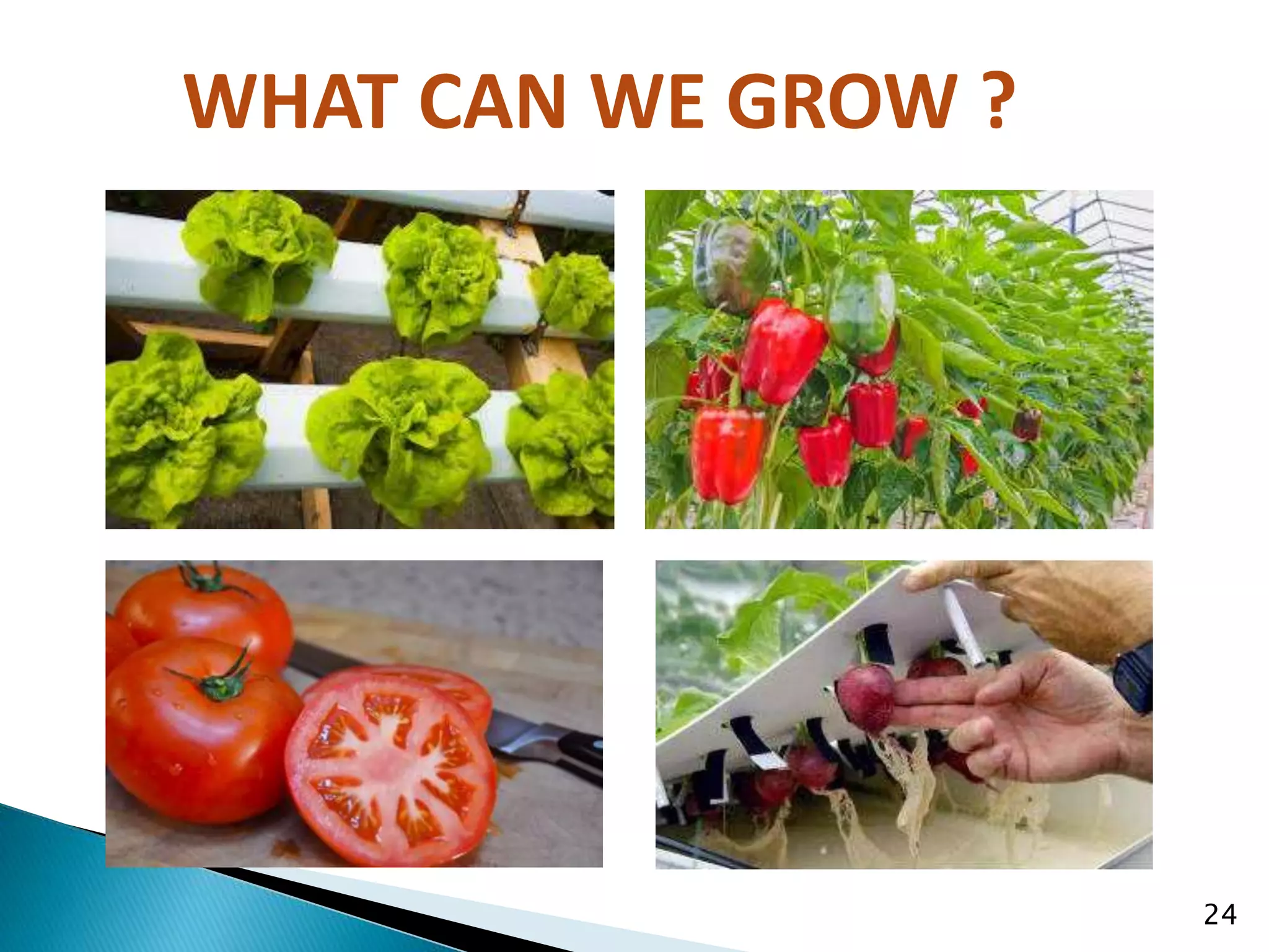 Hydroponics ppt | PPTX