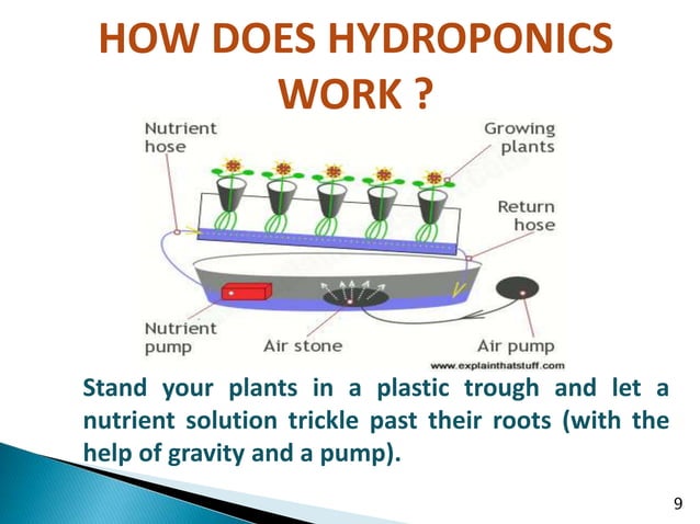 Hydroponics ppt | PPTX