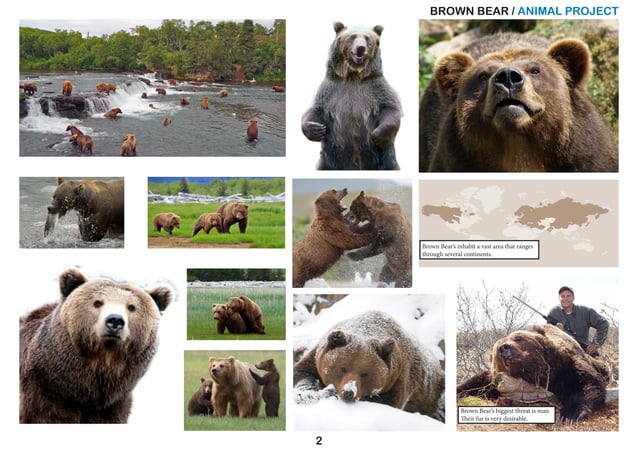 TDowney Brown Bear Ecosystem Project | PDF