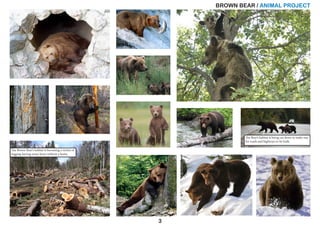TDowney Brown Bear Ecosystem Project | PDF