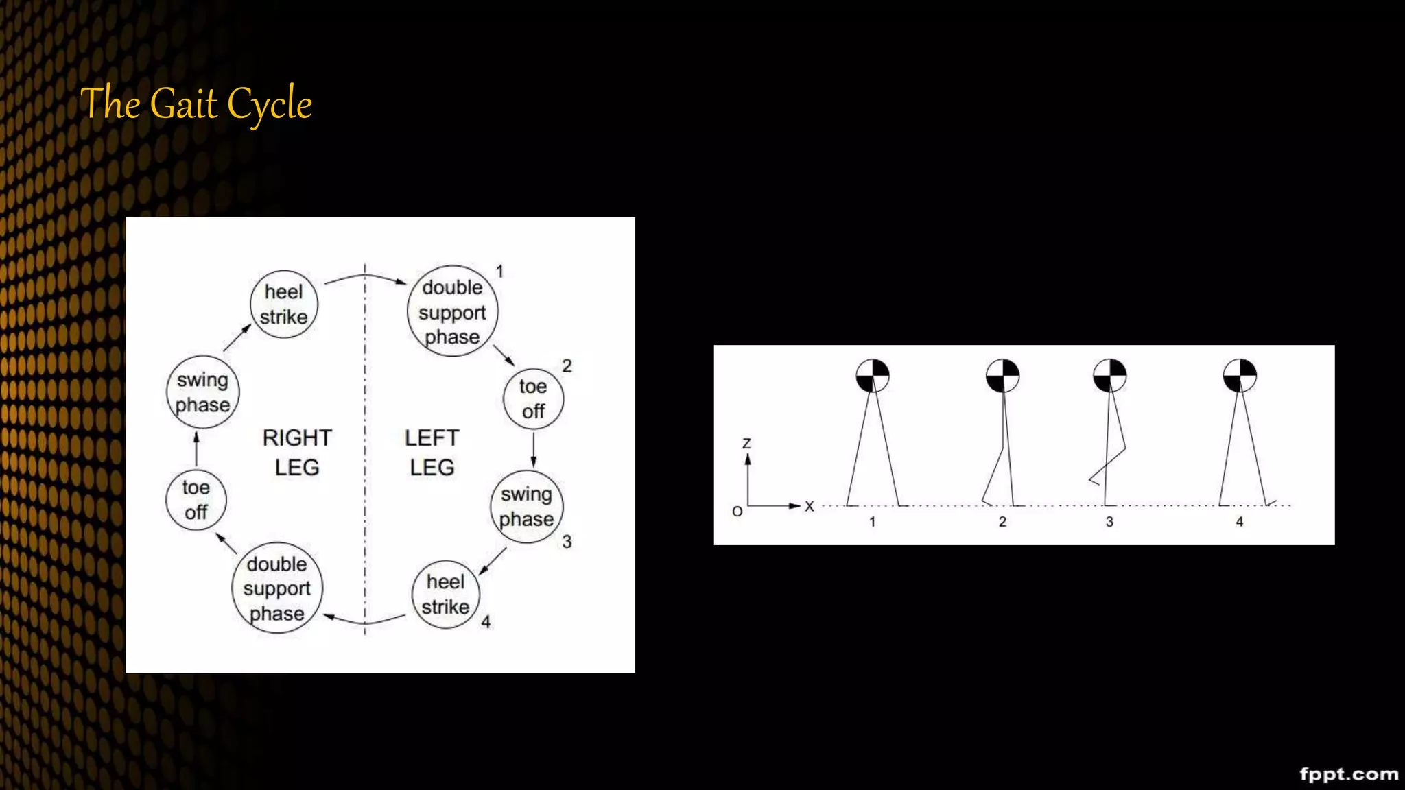 Bipedal Robotics | PPT