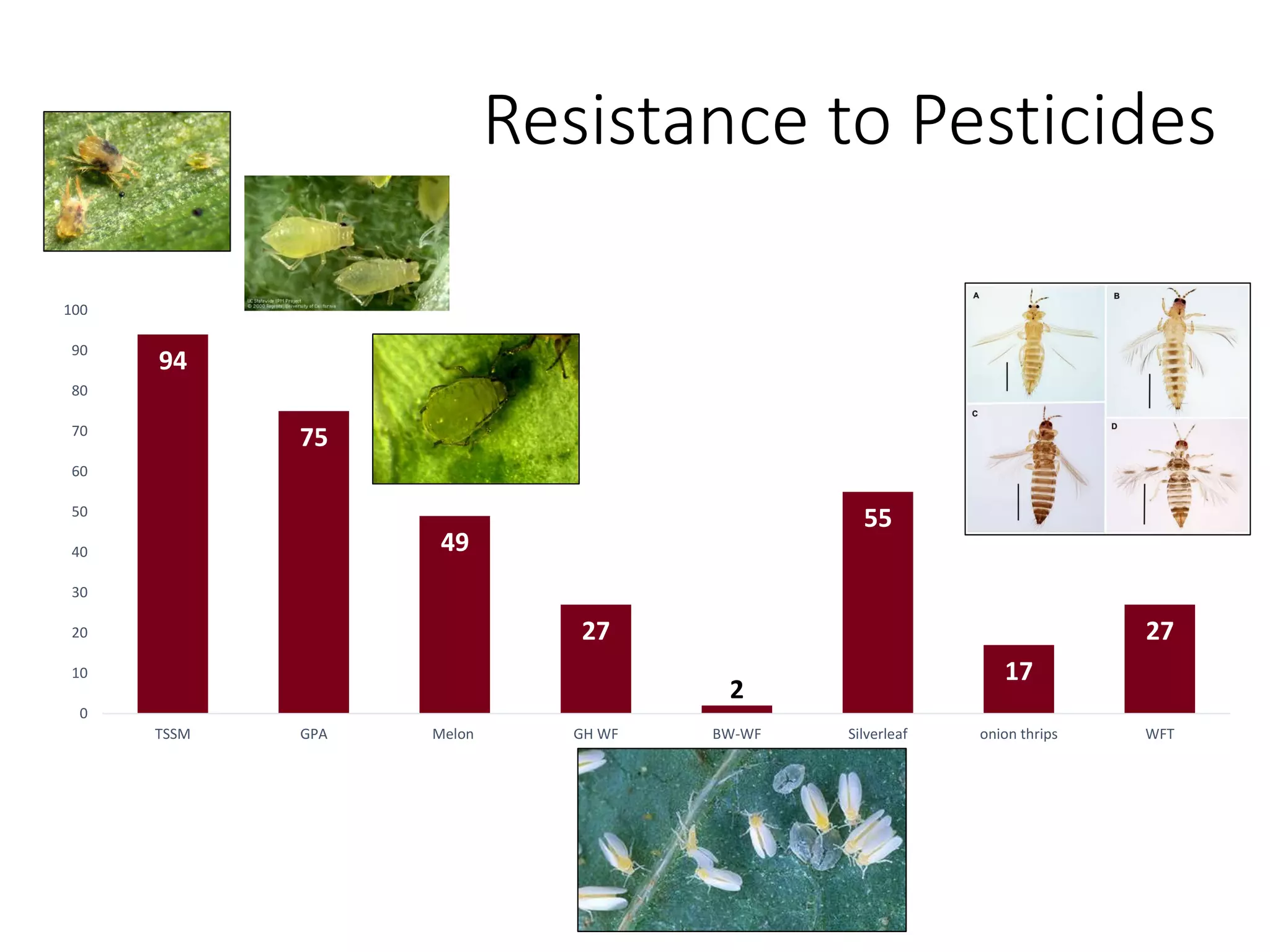 Understanding spider mites and other high tunnel insects, 2015 | PPTX