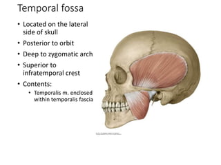 85. Temporal & infratemporal fossae.pptx